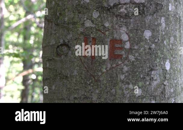 Initials love heart carved tree Stock Videos & Footage - HD and 4K ...