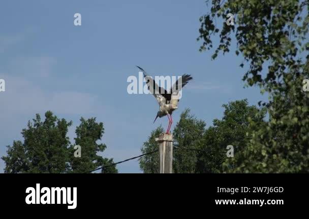 Bird flap Stock Videos & Footage - HD and 4K Video Clips - Alamy