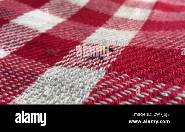 Carry mate Stock Videos & Footage - HD and 4K Video Clips - Alamy