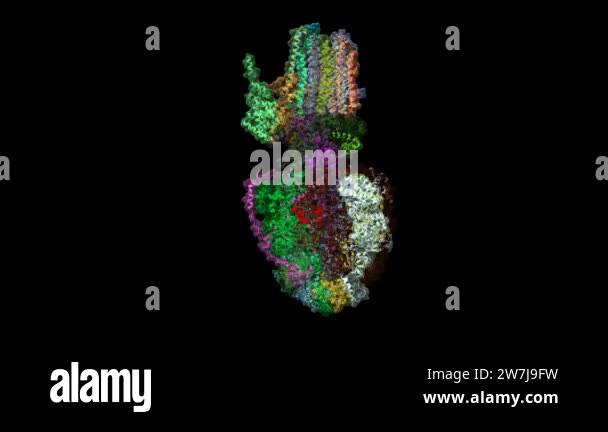 Cryo-EM structure of Polytomella F-ATP synthase with ATP shown (red ...
