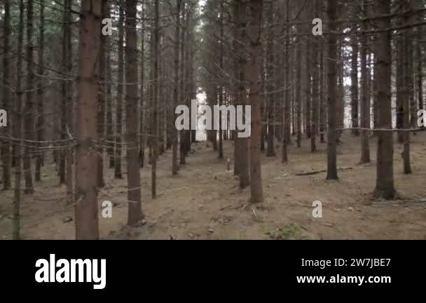 Spruce plantation Stock Videos & Footage - HD and 4K Video Clips - Alamy