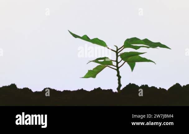 Green plant wallpaper Stock Videos & Footage - HD and 4K Video Clips ...