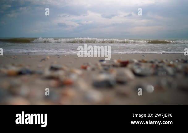 Sea shells on beach Stock Videos & Footage - HD and 4K Video Clips - Alamy