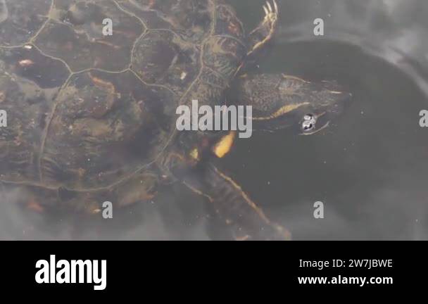 Underwater view loggerhead turtle swimming Stock Videos & Footage - HD ...