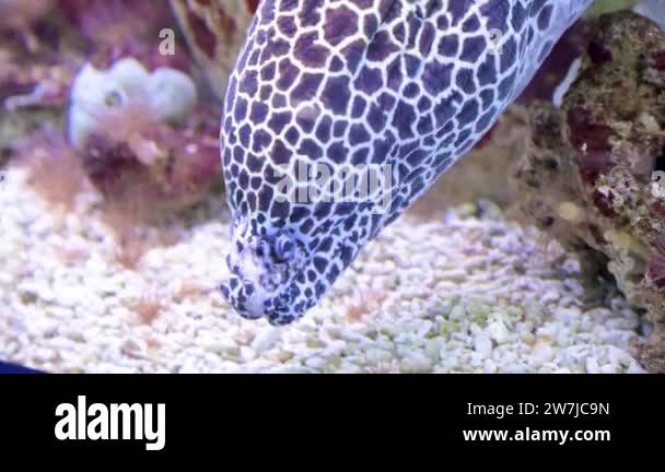 Moray eel blue spotted in the aquarium. Demonstration of underwater ...