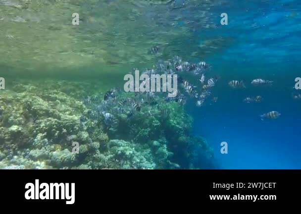 School of tropical fishes feeds under surface water rich in plankton ...