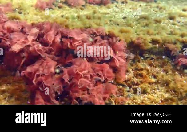 Red algae seaweed yezoensis Stock Videos & Footage - HD and 4K Video ...