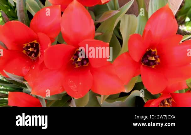 Red tulip tulipa liliaceae Stock Videos & Footage - HD and 4K Video ...