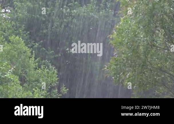 Raining, Torrential Rain, Storm, Summer Rainy Day on Forest Branches ...