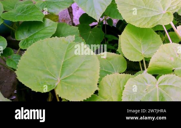 Seedlings of paulownia trees leaves close up . Paulownia Tomentosa tree ...