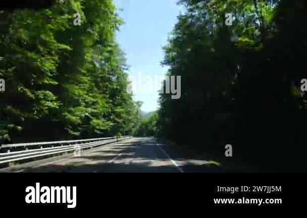 Mountains summer forest driving trees road scenic drive curve Stock ...