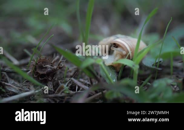 Side view. Adorable Helix Aspersa snail slowly opens her brown horns ...