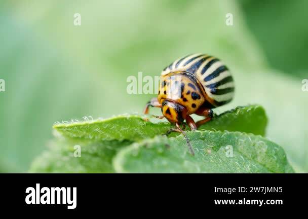 Colorado beetle (Leptinotarsa decemlineata) bug eating leaf of potato ...