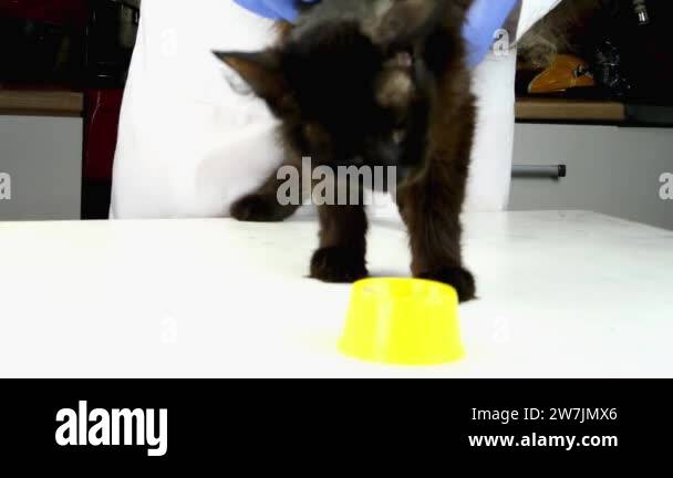 Veterinarian or volunteer feeding with chicken meat shabby sick mongrel ...