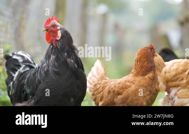 Hens feeding on traditional rural barnyard. Close up of chicken on barn ...