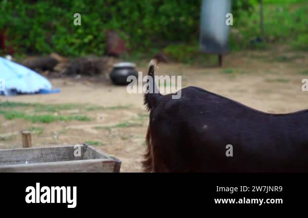 Brown goat tied to a rope grazes on a green lawn and looks around and ...