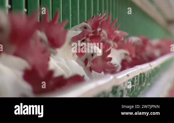 Chickens with Red Crest on Cages at Poultry Farm. Poultry Farm, Food ...