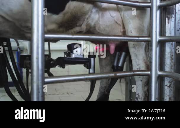 The red laser scans the udder of the cow to pump or suck out milk ...