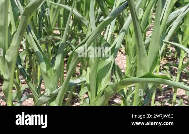 Green Corn field damaged by drought in summer. Damaged corn leaf by ...