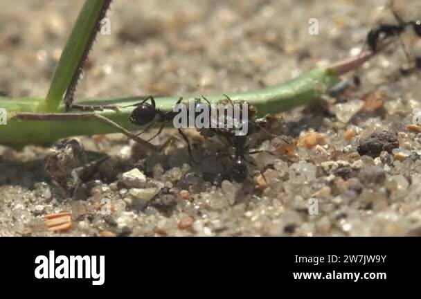 Colony ants runs around and there is dead, attack and eat Spools ...