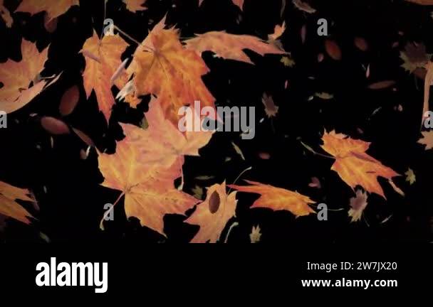 Autumn leaves falling animation with Alpha Channel. This animation is ...