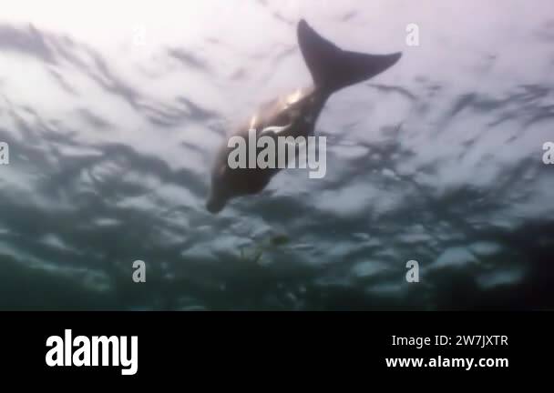 Sea cows, manatee on the sandy bottom of the blue sea among the sea of ...
