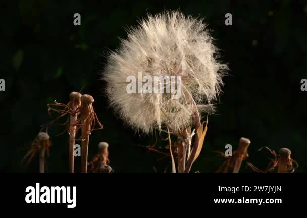 Fluffy seed head of dandelion like flower called goatsbeard Stock Video ...