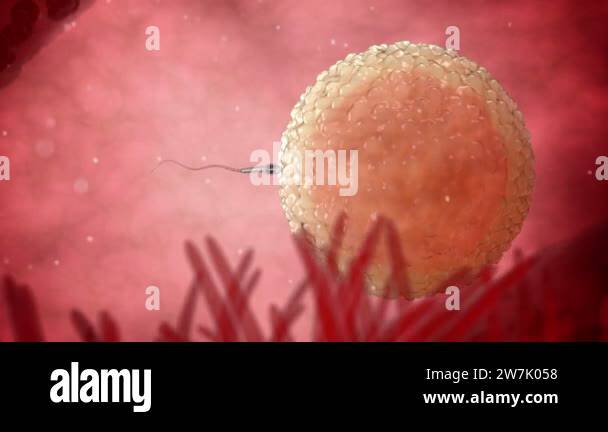 Sperm, spermatozoons swimming around a human egg cell. Fertilization 3d ...