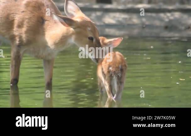 Maternal Stock Videos & Footage - HD and 4K Video Clips - Alamy