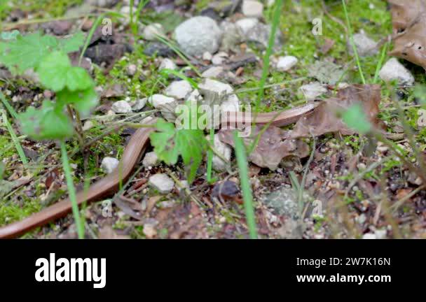slow worm (Anguis fragilis) is a reptile native to western Eurasia. It ...