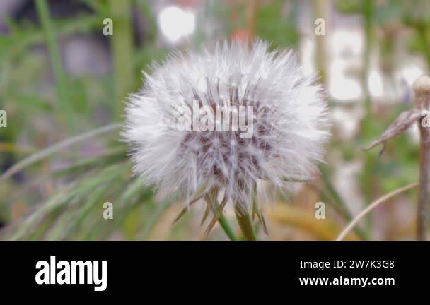 Ripe dandelion head at the home garden. Single young Dandalion flower ...