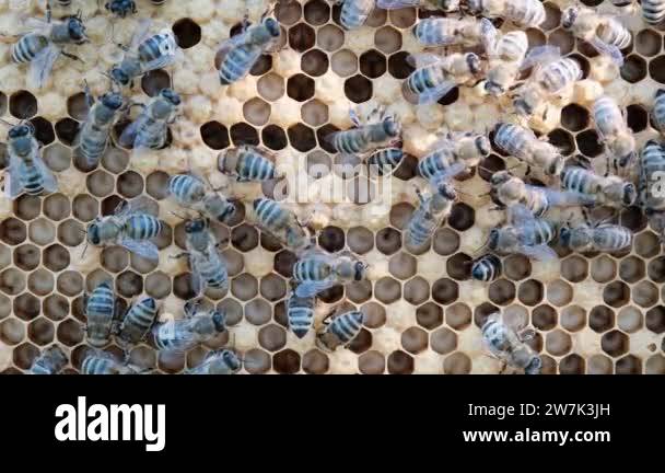 How bees reproduce. Honey Bee Brood. Brood care. The Birth of a Bee ...