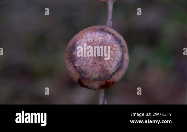 Oak tree gall Stock Videos & Footage - HD and 4K Video Clips - Alamy