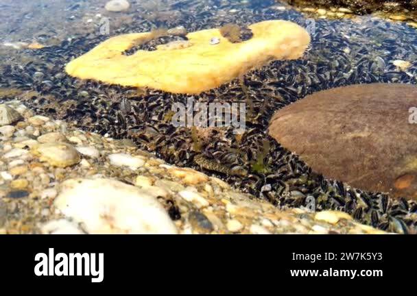 Curious fish swims at bottom of coral reef. Marine life in their ...