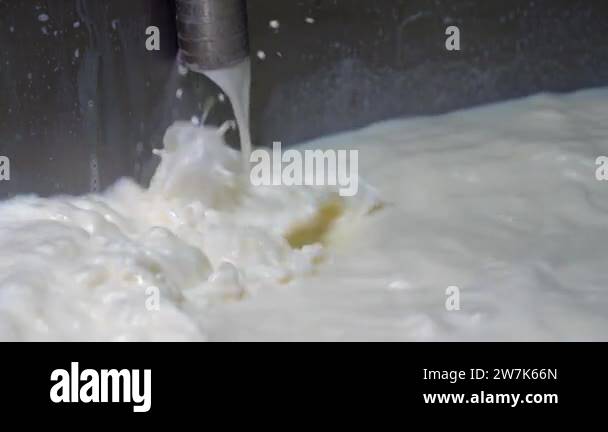 Milk Production Process. Raw Milk Pouring into Pasteurization Tank in ...