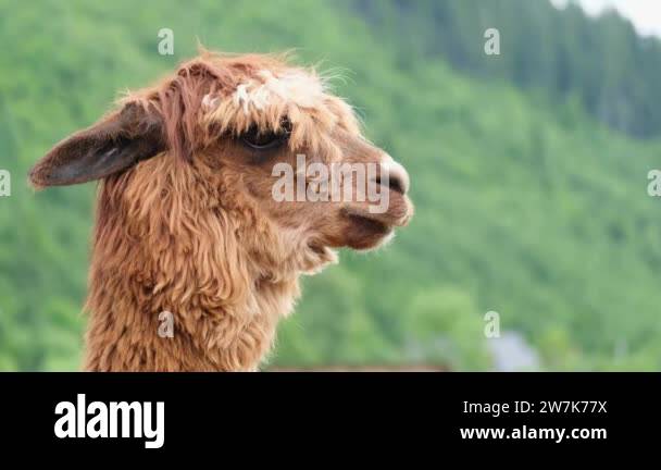 Head lama big ears Stock Videos & Footage - HD and 4K Video Clips - Alamy