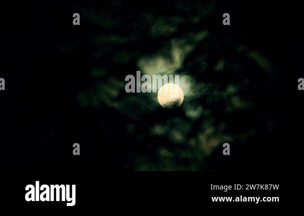 The full moon peeps through the branches of palm trees and exotic trees ...