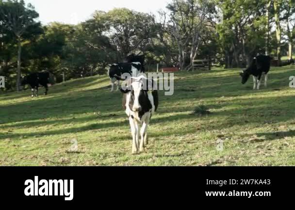 Dairy land Stock Videos & Footage - HD and 4K Video Clips - Alamy
