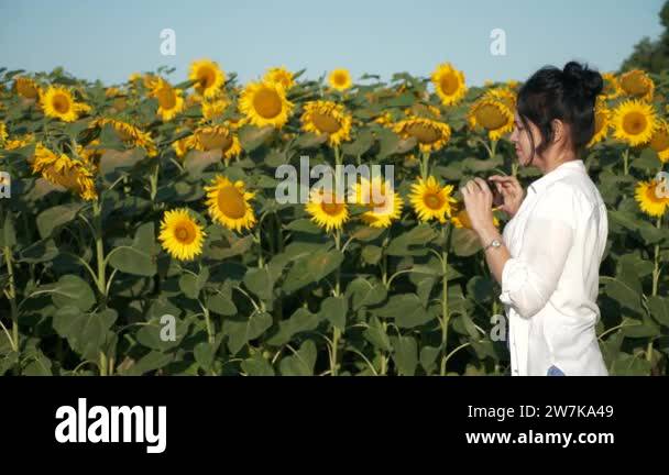 Young Woman Taking Pictures Photos on Smartphone of Sunflower Field. Female Agronomist Farmer ...