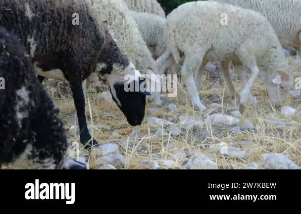 Grazing for sheep Stock Videos & Footage - HD and 4K Video Clips - Alamy
