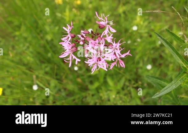 Wildflower carnation flower in Stock Videos & Footage - HD and 4K Video ...