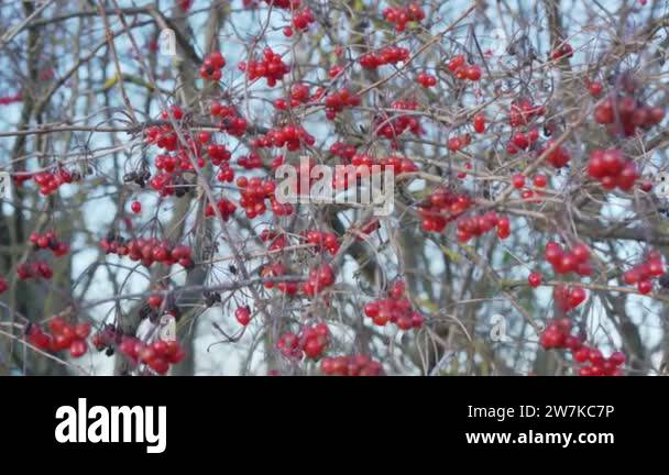 Viburnum opulus red snowball tree Stock Videos & Footage - HD and 4K ...