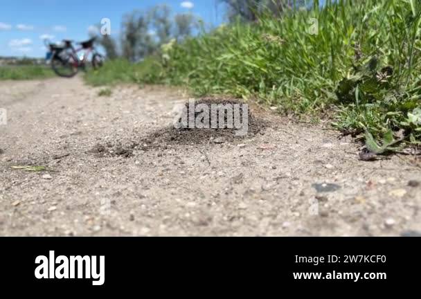 Pyramid of pieces of land made by ants or beetles stands out on dirt ...