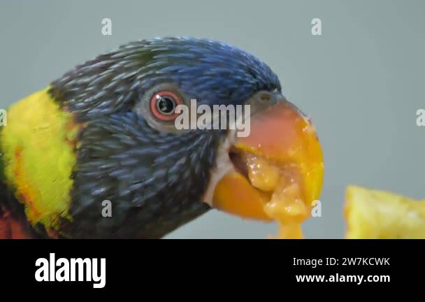 Bird eating mango Stock Videos & Footage - HD and 4K Video Clips - Alamy
