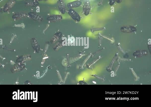Two stages of mosquitoes on surface of forest swamp, larvae ...