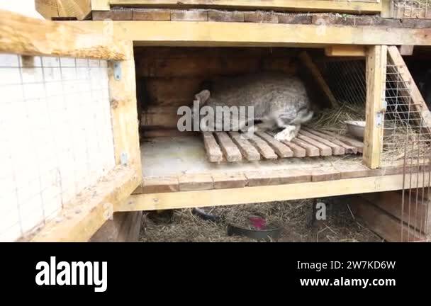 Small feeding brown rabbit in rabbit-hutch on animal farm, barn ranch ...