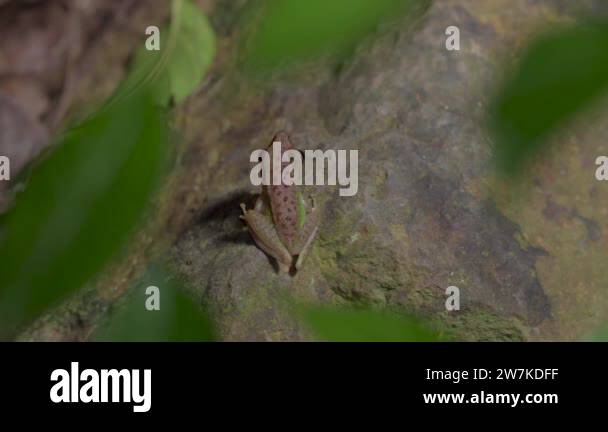 Back view of Malayan White-lipped Frog (Chalcorana labialis) sitting on ...