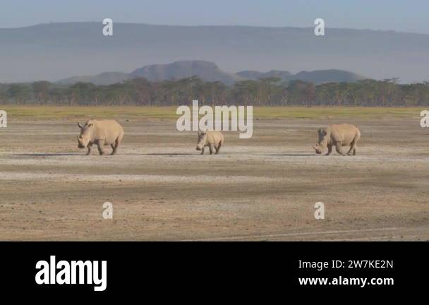 Rhino hide ceratotherium simum Stock Videos & Footage - HD and 4K Video ...