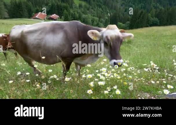 Austrian cattle breed Stock Videos & Footage - HD and 4K Video Clips - Alamy