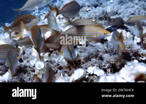 Fauna de malta Stock Videos & Footage - HD and 4K Video Clips - Alamy